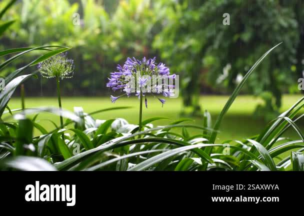 Agapanthus praecox, blue lily flower, close up. African lily or Lily of ...