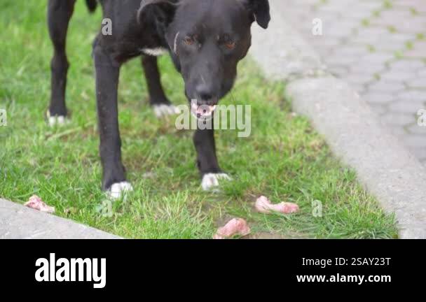 Black stray dog eating meat on the street, close up. Hungry animal are ...
