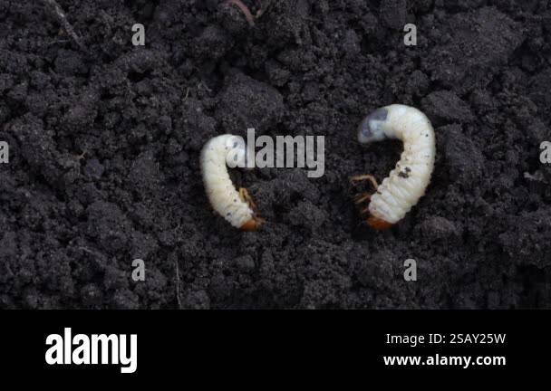 White cockchafer larvae on the ground, close up. Its other names ...