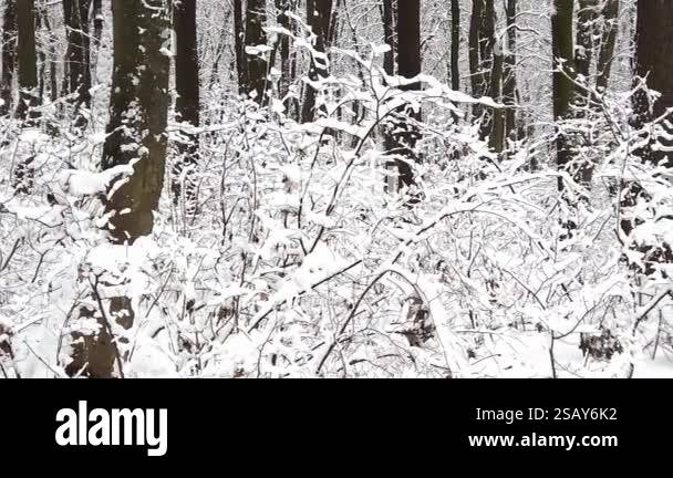 A serene forest transforms into a winter wonderland as snow blankets ...