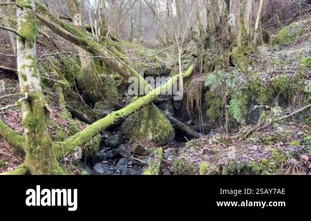 The Birks of Aberfeldy famous walk along Moness Burn where Robert Burns ...