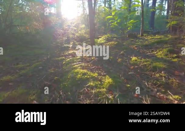 A beautifully tranquil forest scene featuring sunlight that illuminates ...