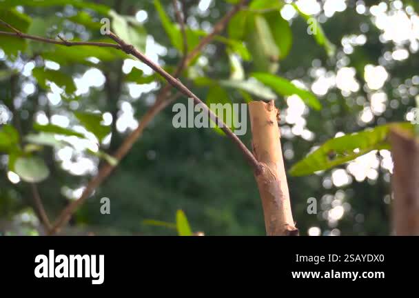 Close-up shot of a stem-cut guava fruit tree in an organic garden ...
