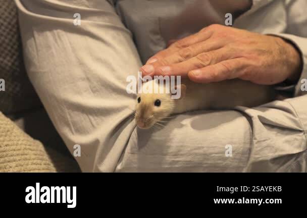 Close-up shot of white home rat sitting with its owner and enjoying ...