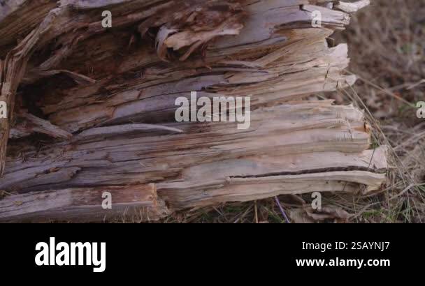 A close-up view of aged, broken wood logs with visible textures and ...