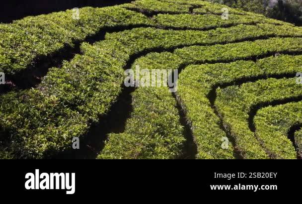 Tea pickers in plantations Stock Videos & Footage - HD and 4K Video Clips - Alamy