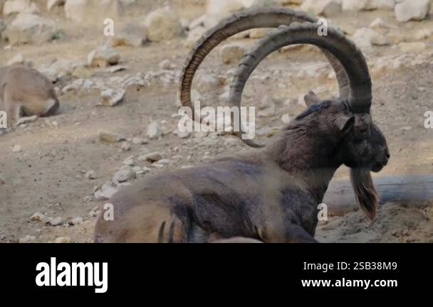 A Nubian Ibex rests on the ground in a zoo enclosure. Its large, curved ...