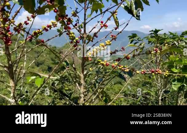 View of red and raw coffee cherries on a branch of a coffee tree in a ...