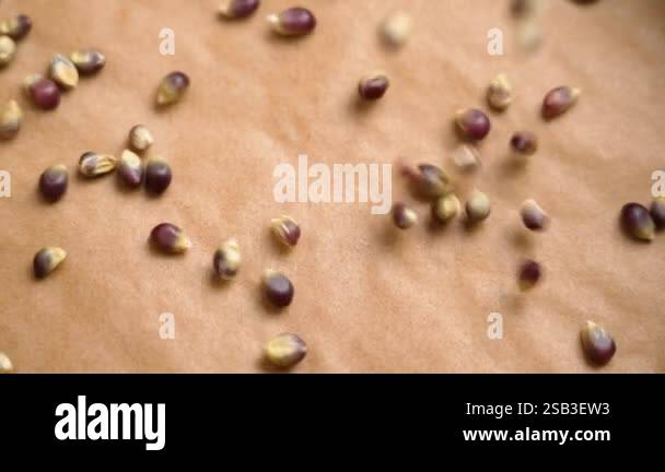 Purple popcorn kernels in slow motion scattering on brown parchment ...