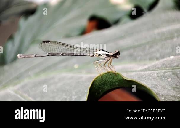 A stunning damselfly, with its intricate wing patterns, finds a ...
