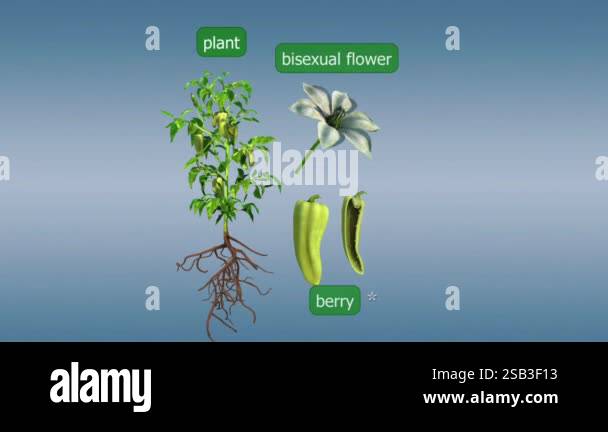 3D animation of a pepper plant, showcasing its growth stages, anatomy ...