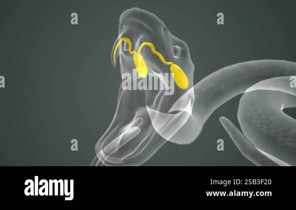3D animation of the common European viper's oral cavity, showcasing ...