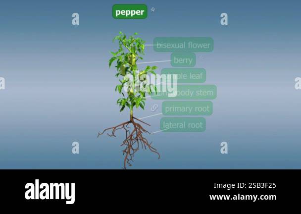 3D model of pepper plant anatomy, highlighting its roots, stems, leaves ...