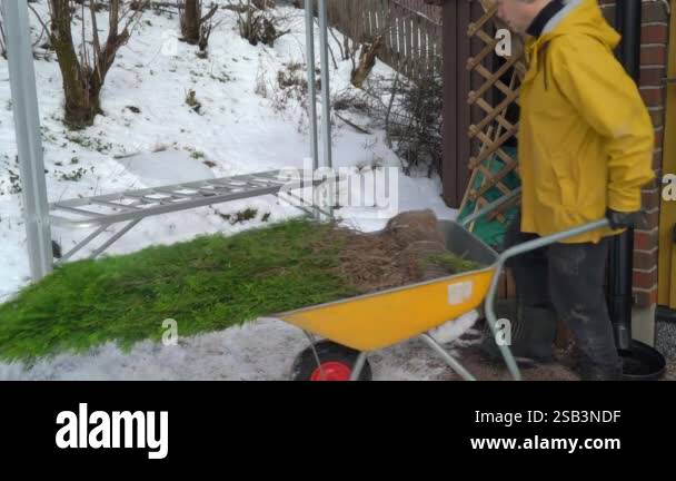A middle-aged man prepares plants for planting a thuja hedge in his ...