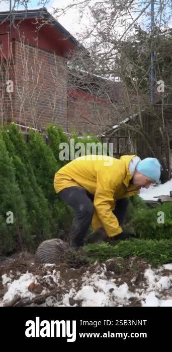 A middle-aged man planting a thuja hedge in early spring in Finland in ...