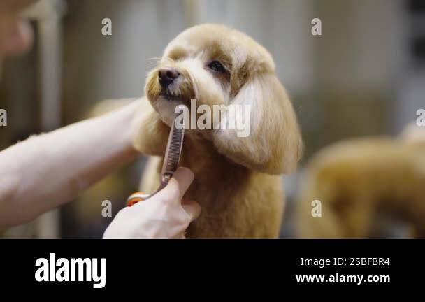 Learn effective grooming techniques for maintaining your dogs coat and ...