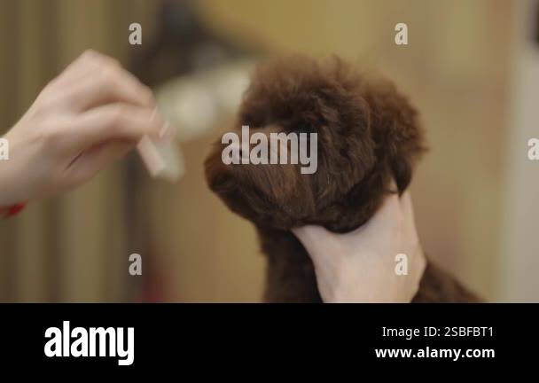 Dog ownership grooming Stock Videos & Footage - HD and 4K Video Clips ...