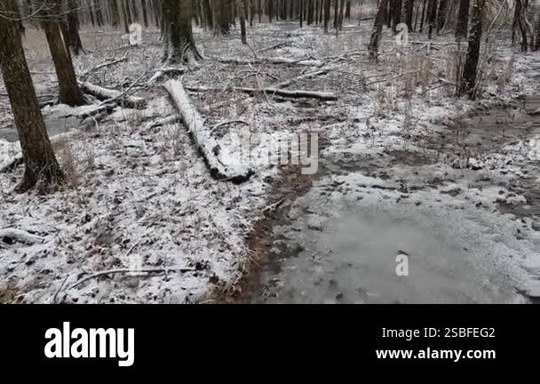 in the frozen swamp on a snowy day in January Stock Video Footage - Alamy