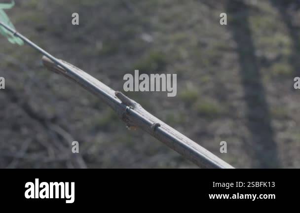 Lonely dog looks around for his owner. Cute dog approaches for cuddles ...