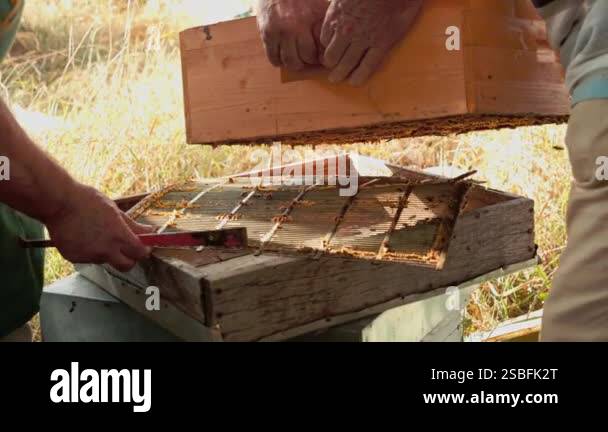 Queen honey bee hive workers Stock Videos & Footage - HD and 4K Video ...