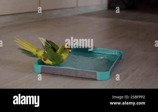 Green bird pet New Zealand parrot breed Kakariki, moving slowly in a ...
