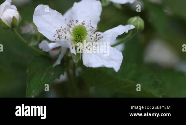 Close up revealing intricate blackberry flower structure, showcasing ...