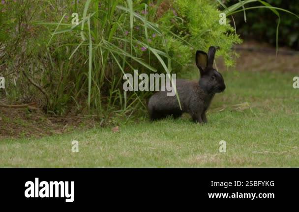 A shy little rabbit quietly blends into its surroundings, beautifully ...
