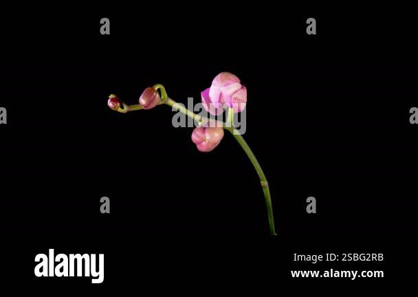 Orchid Blossoms. Opening Beautiful Pink Orchid Phalaenopsis Flower on ...