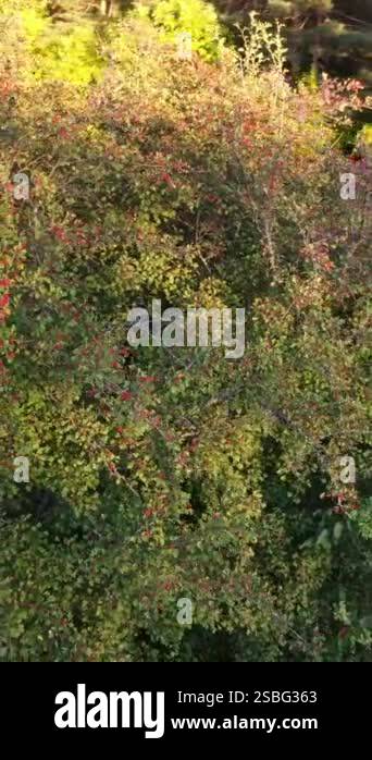 Flying around autumn hawthorn tree with red berries and warm evening ...
