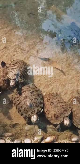 Turtle group gathering at shallow pond, partially submerging and ...