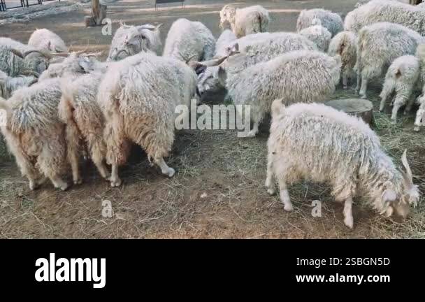 Several angora goats with long, luxurious fleece graze on hay scattered ...