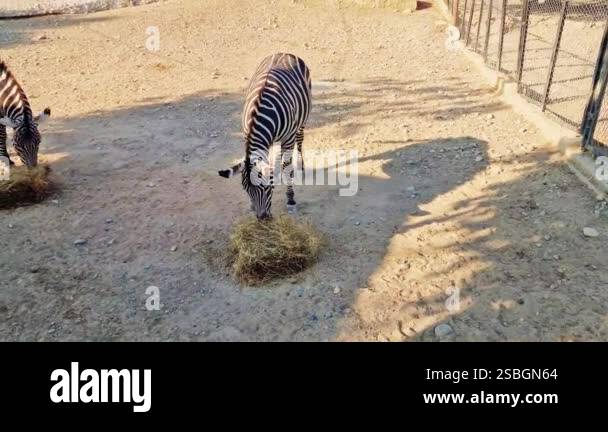 Zebras grazing hay inside zoo enclosure, revealing intimate wildlife ...