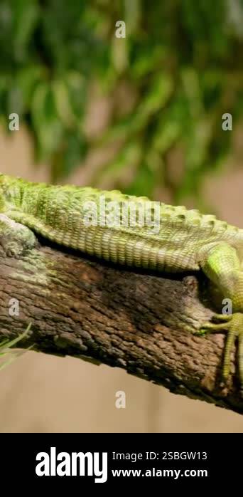 Northern caiman lizard, dracaena guianensis, resting on a branch in its ...