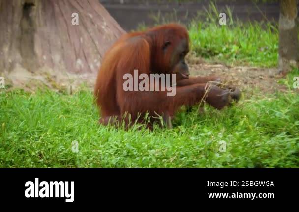 serene image of Sumatran orangutan or Pongo abelii, highlighting ...