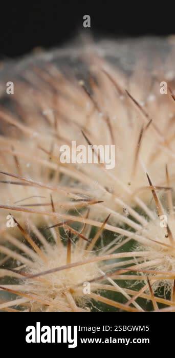 Vertical video. Macro Dolly Zoom of a Cactus Enveloped in Delicate ...
