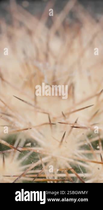 Vertical video. Macro Slider Shot of a Cactus Covered in Thin Spider ...