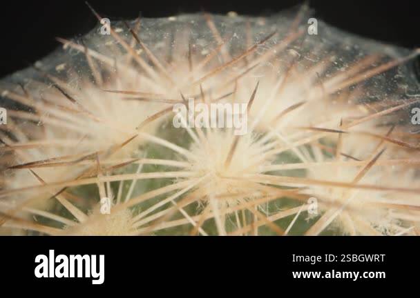 Zoomed-Out View of a Cactus Encased in Fine Spider Webs with Numerous ...