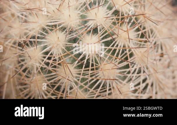 Macro Slider Shot of a Cactus Showing Tangled Spines and Fine Webs with ...