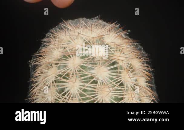 Close-Up of a Hand Removing Spider Webs from a Cactus Covered with ...