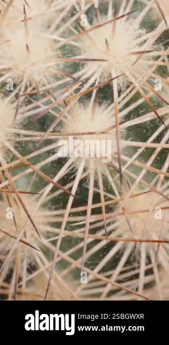 Vertical video. Macro Slider Shot of a Cactus Showing Tangled Spines ...