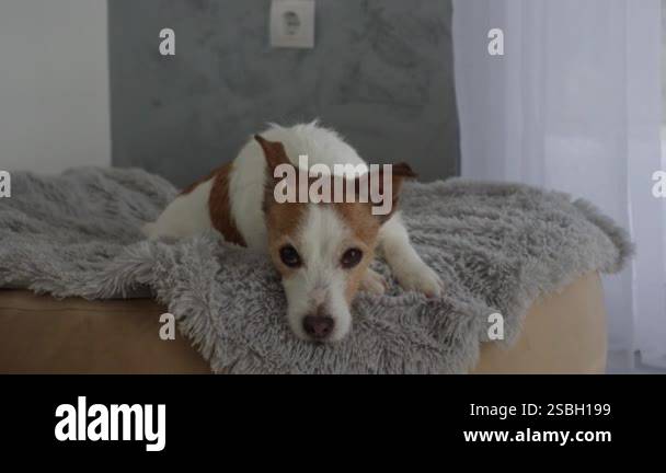 A Jack Russell Terrier sits alertly on a gray blanket, attentively ...