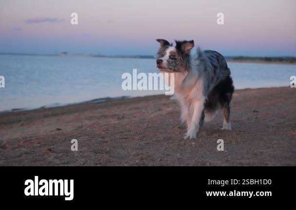 Border Collie walking along the shoreline as the sun sets. The dog ...