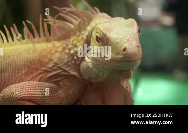 Smiling iguana Stock Videos & Footage - HD and 4K Video Clips - Alamy