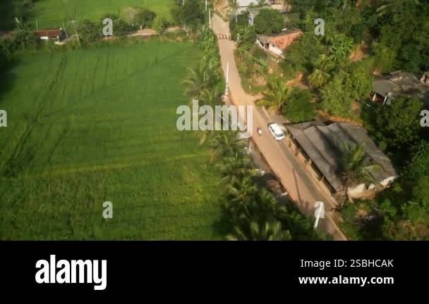 Aerial of couple ride on motorbike in rice field plantation. Drone shot ...