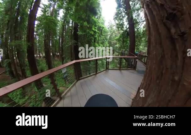 Redwood Forest Skywalk Walking POV 03 California USA Stock Video ...