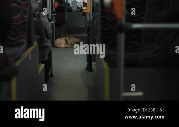 A golden retriever lying peacefully on the floor of a public bus ...
