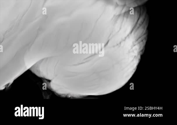 Lateral view of the human brain cerebellum with detailed folds ...