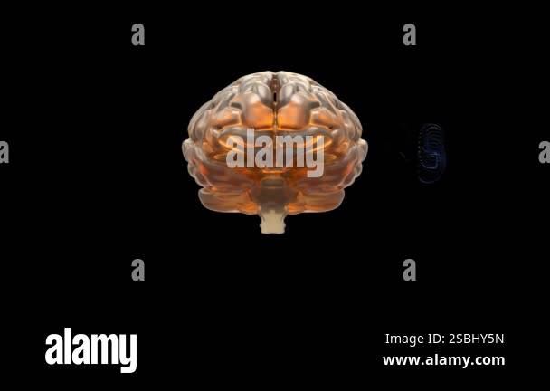 Alzheimer s Brain Transformation Concept. Striking visualization of a brain morphing into ...
