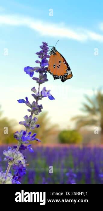 Vertical screen: Lavender fields alive with butterfly movement ...