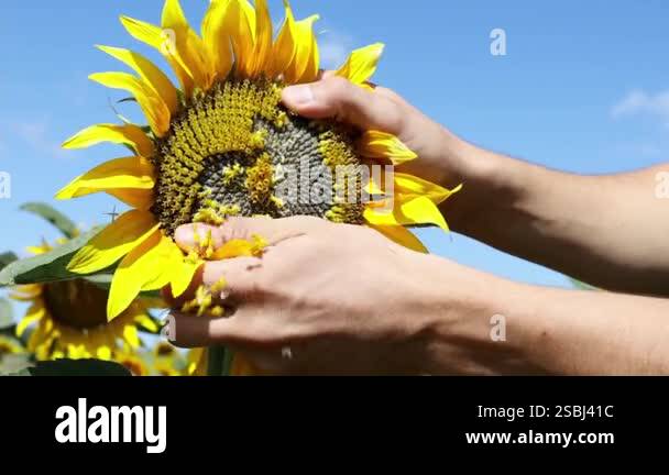 The agronomist examines the sunflower harvest. Sunflower harvest. The ...